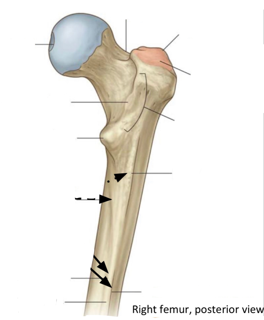 Lower Limb Bones Lower Limb, Pelvis And Hip | Musculoskeletal Key