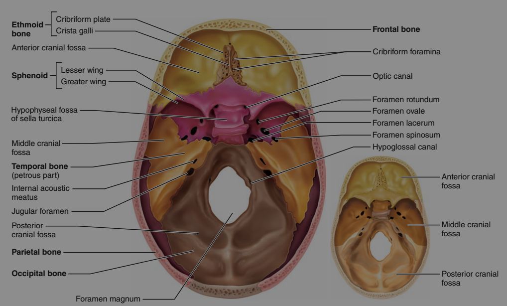 Superior View Of The Skull Calvaria Removed