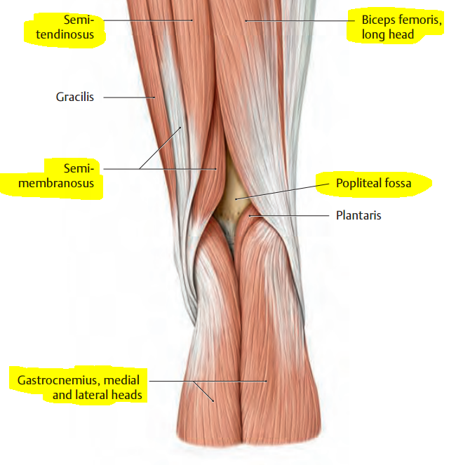 Back The popliteal fossa is bounded by the two heads of gastrocnemius ...