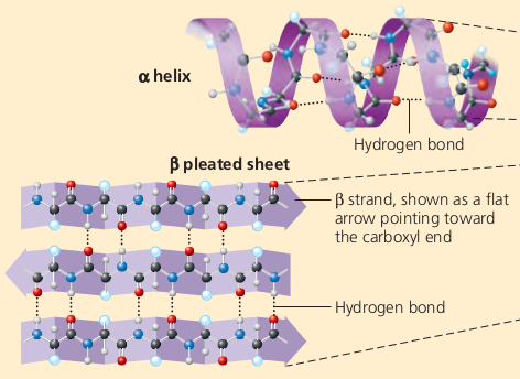 Back secondary structure