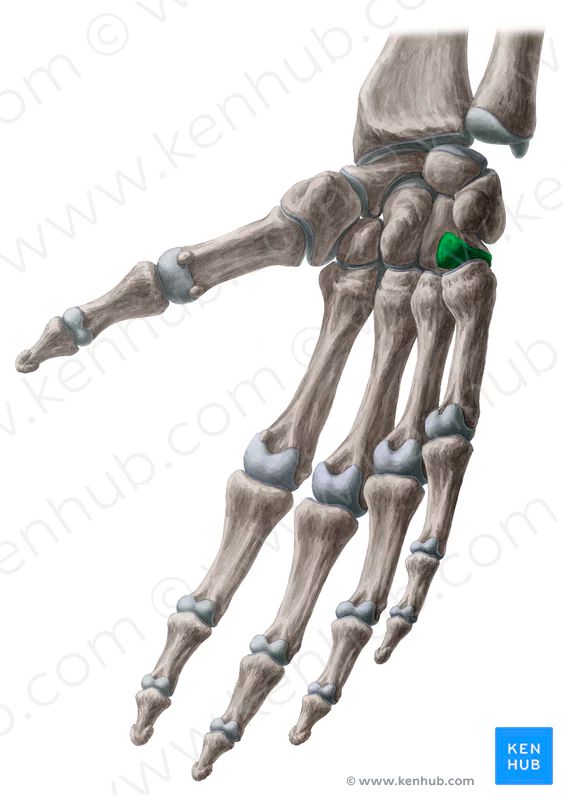 Text {{c1::hamulus ossis hamati}}