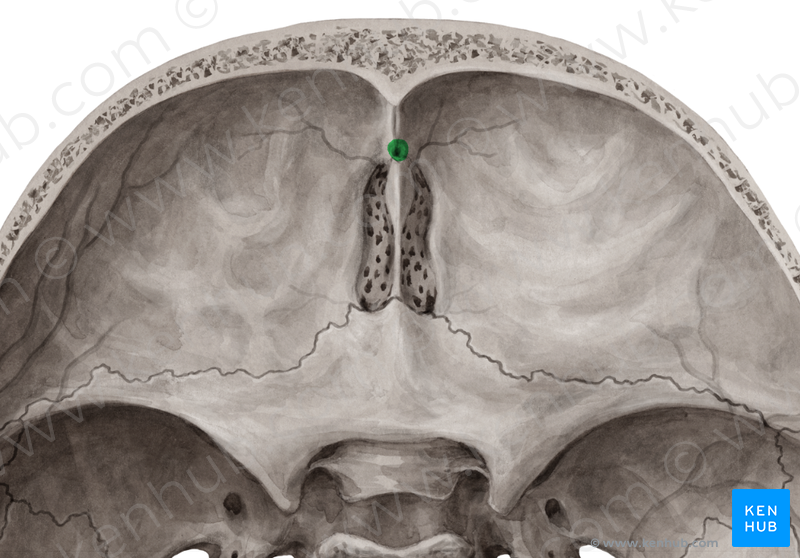 Text {{c1::foramen caecum}}