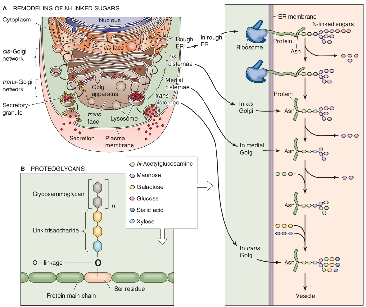 Extra As proteínas com a glicose se ligam às chaperonas calnexina ou ...