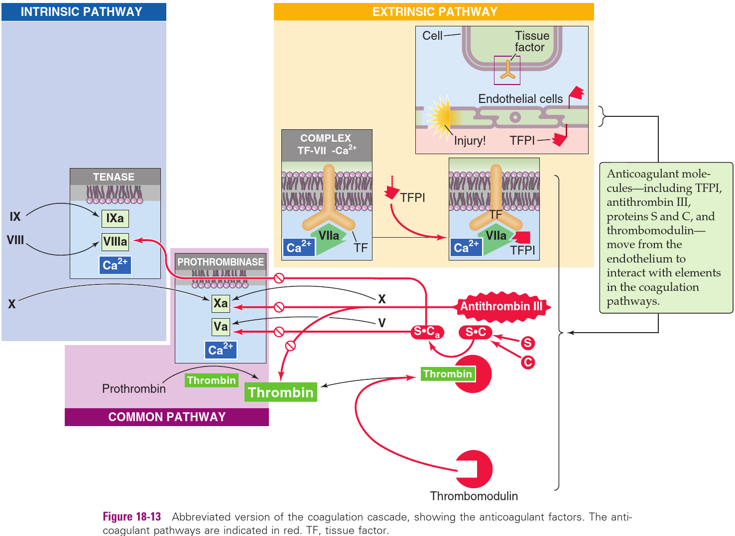 Extra Isso porque o fator V, além de fazer parte da {:protrombin}}ase ...