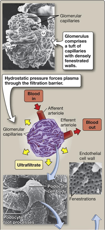 Back 1.Blood enters through Afferent arteriole 2.flows through tuft of ...