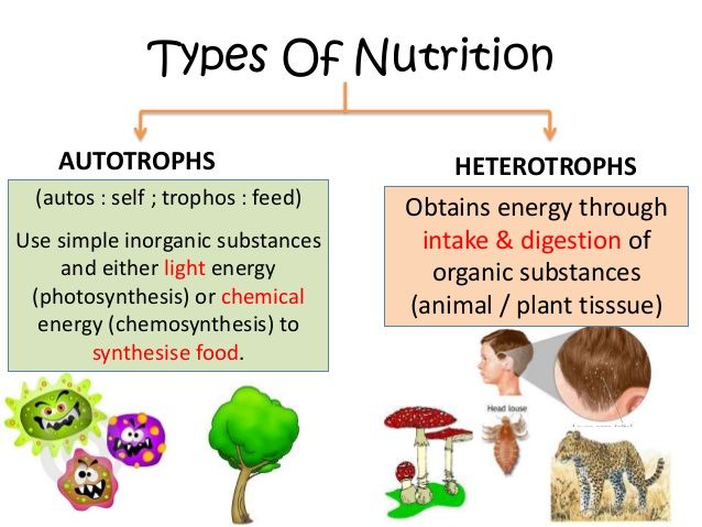 Back Heterotroph - organisms that consume other organisms in a food chain