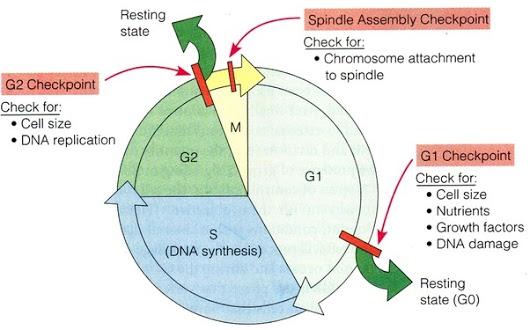 Ответ 1. G0 phase: Resting phase2. G1 phase: RNA and protein synthesis3 ...