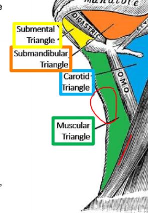 Back The muscular triangle houses the infrahyoid muscles and thyroid gland