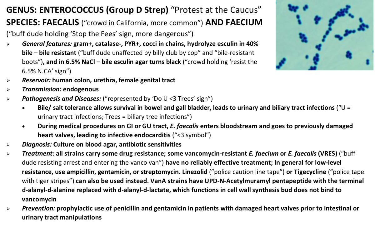 Back ENTEROCOCCUS (Group D Strep) “Protest at the Caucus”