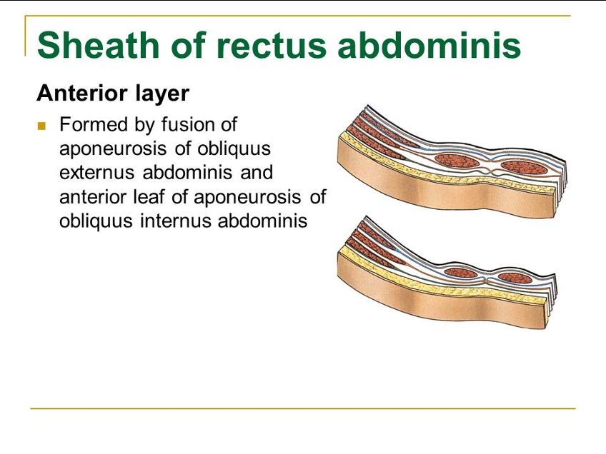 Front Name this muscle of the axial skeleton. Is the broad, flat tendon ...