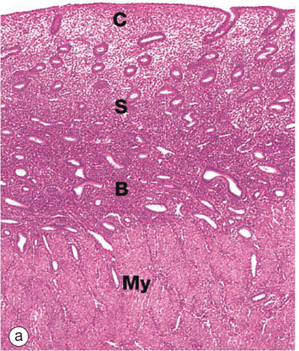 Back Answer -> Endometrium C: Stratum compactum S: Stratum spongiosum B ...