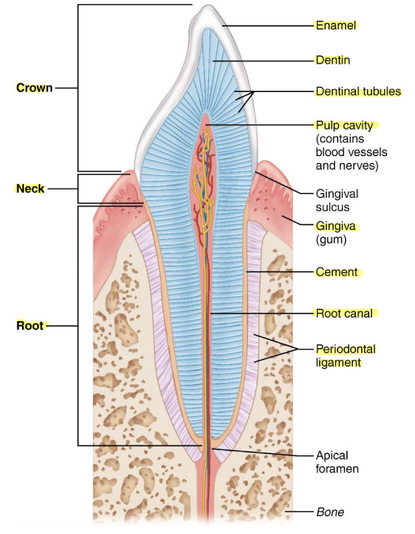 Back dense fibrous CT, holds tooth in socket