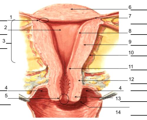Sistema Reprodutor Feminino Sem Rotulos Profile For FernandaTerapias
