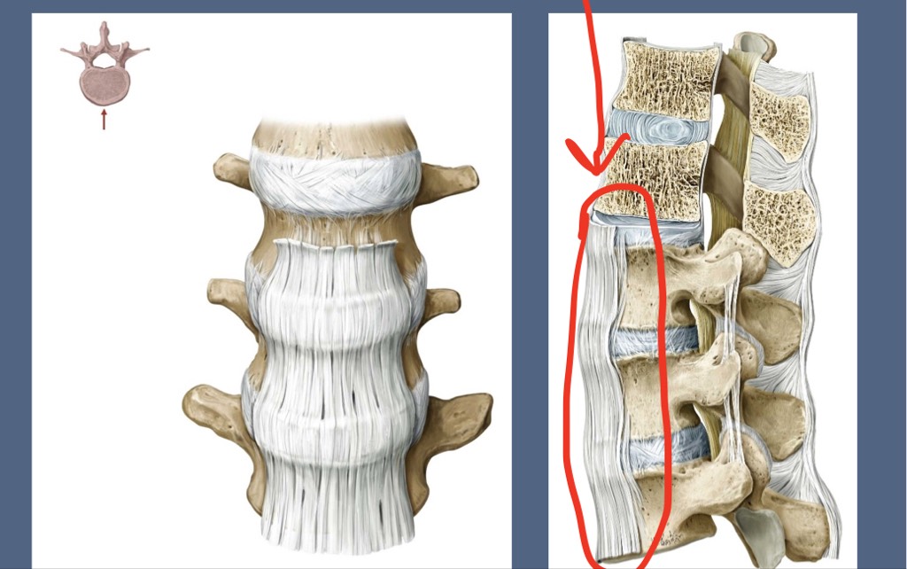 Back -Thick and fibrous -Runs on anterior side of vertebral bodies and ...