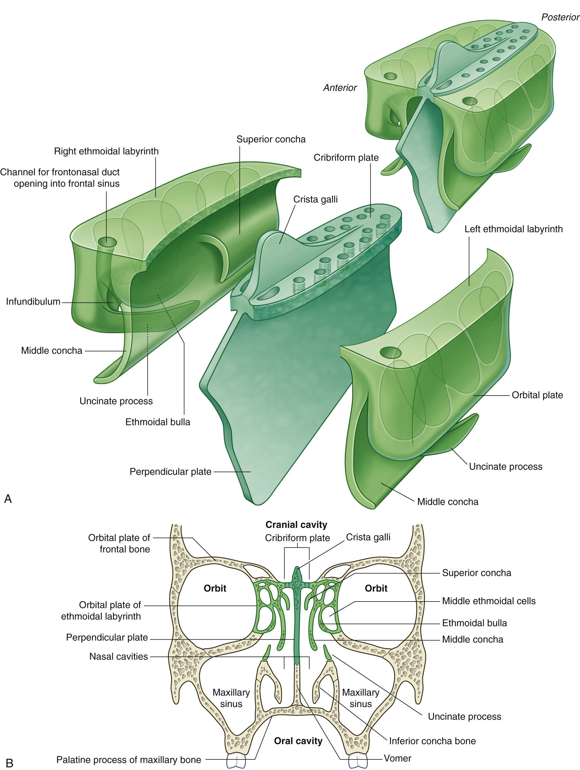 Back The Crista Galli is extended inferiorly as the Perpendicular Plate of the Ethmoid and forms ...