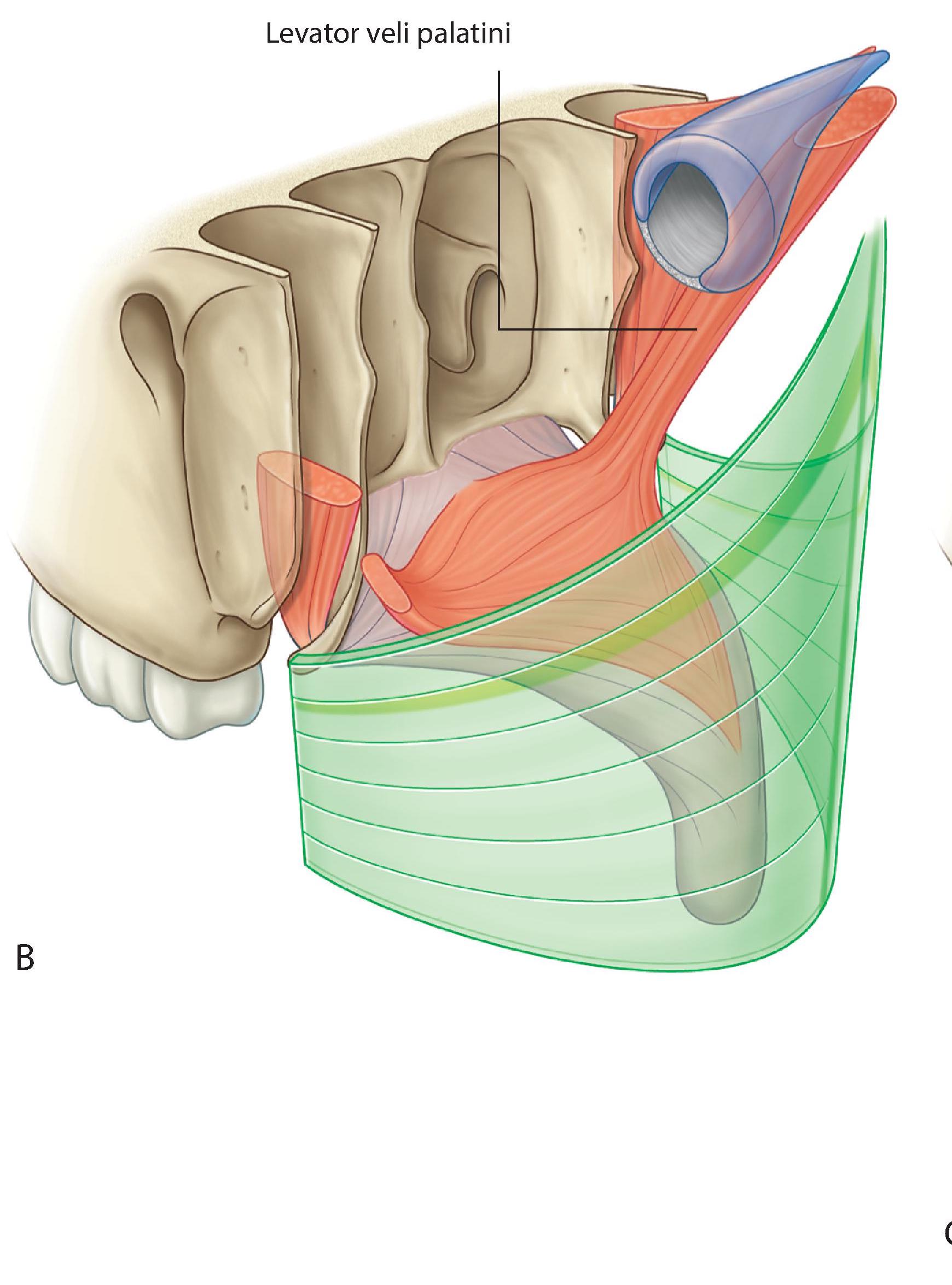 Back It runs anteroinferiorly and medially to pierce the ...