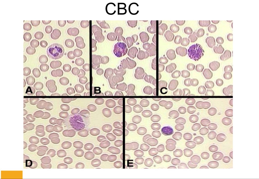 Front Label the different cells!