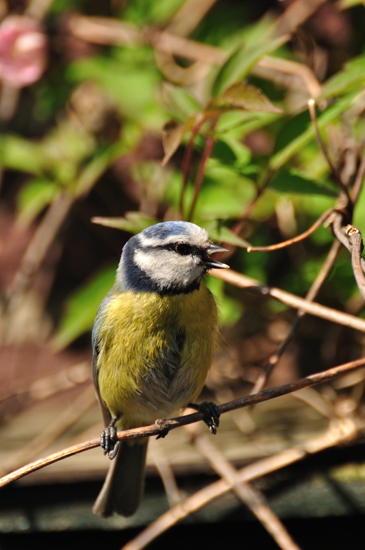 Image juvenile