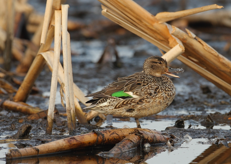 Image juvenile